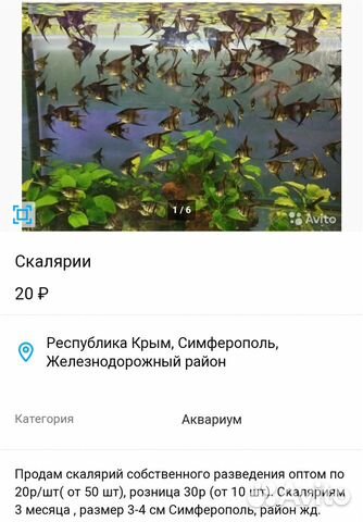 Скалярии. Криптокорина балансе