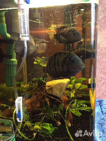 Цихлазома черно полосатая