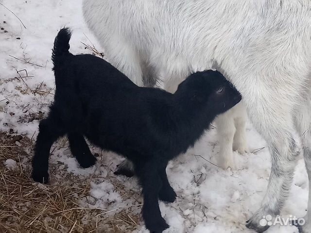 Козлёнок Ламанча