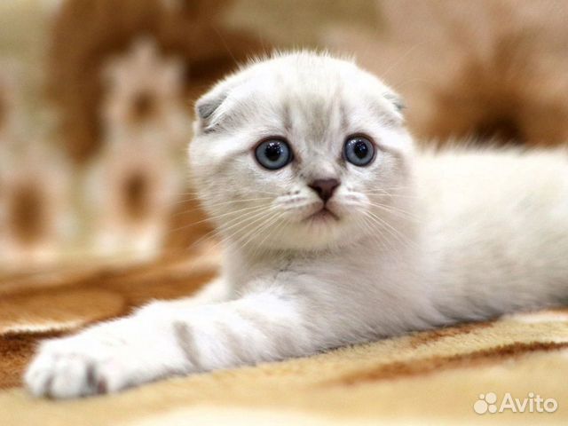 Роскошный котик фолд с синими глазами