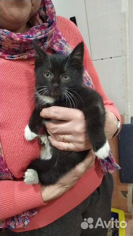 Котик Марик