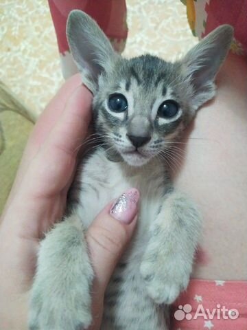 Ориентальные котята