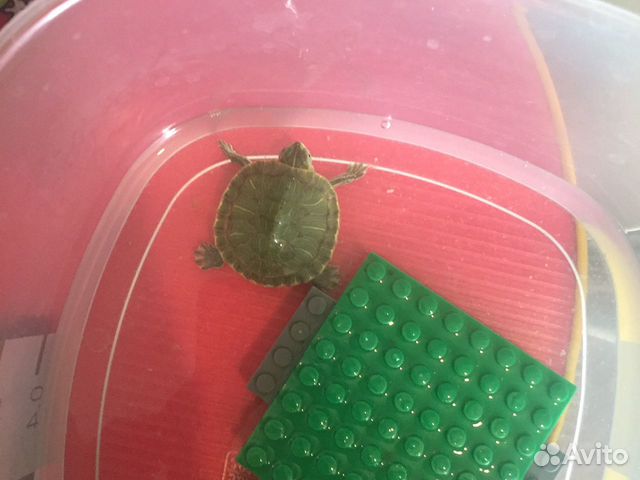 Карликовая черепашка