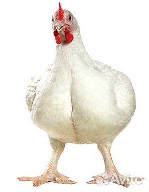 Цыплята (голошейка, Индейка,Доминант,Кобб 500)