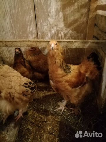 Цыплята брама палевая