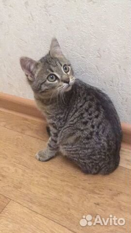 Котенок в добрые руки