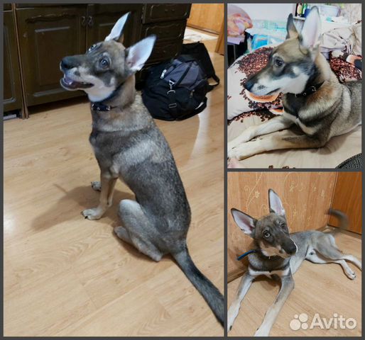 Щенок (метис хаски, мальчик, 5 месяцев) в дар