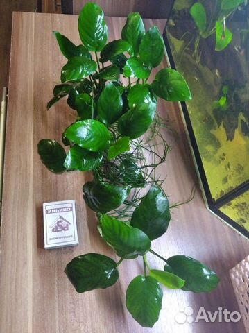 Анубис нана