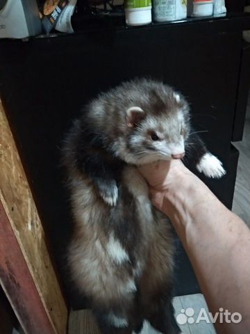 Вязка хорьков