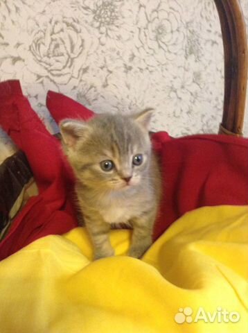 Шотландская Душечка