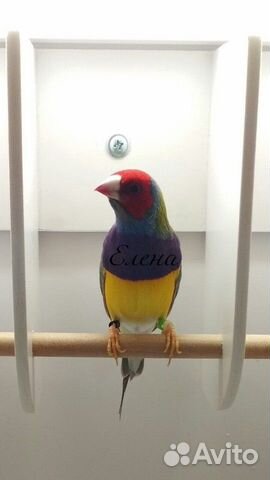 Амадины гульда