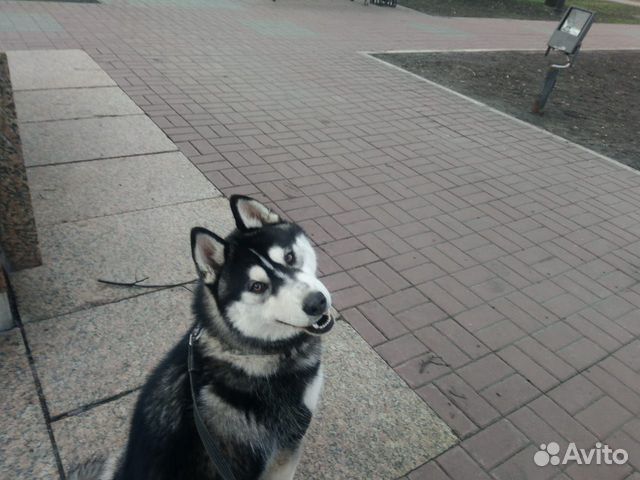 Найден кабель "Сибирский хаски"