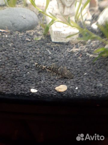 Рыбки сомики прилепалы