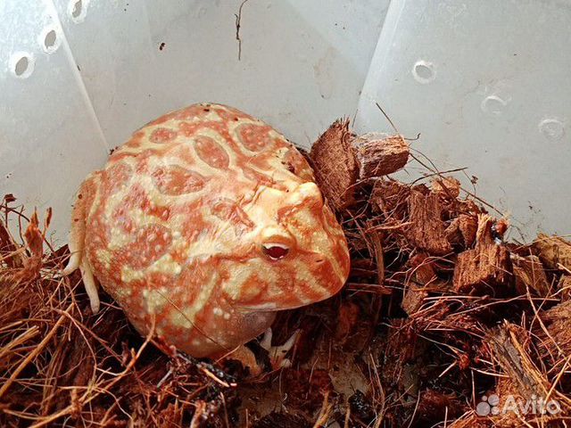 Лягушка Рогатка