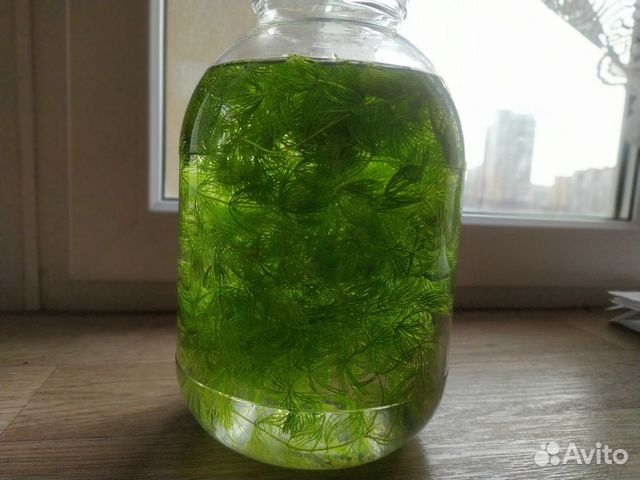 Растение Роголистник после прополки, креветки