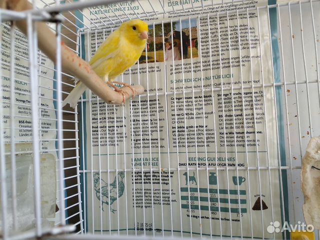 Кенар гардский роллер