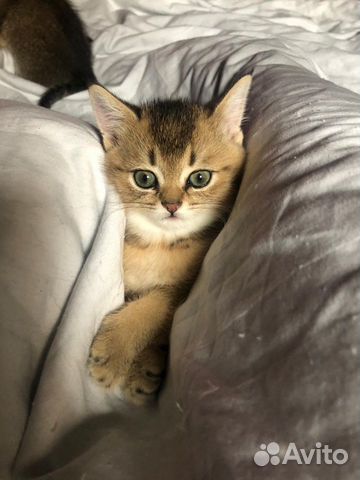 Шотландские золотые котята