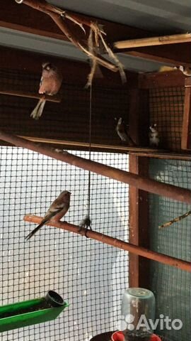 Щуры,и урагусы