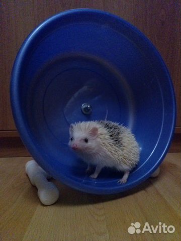 Ёжик