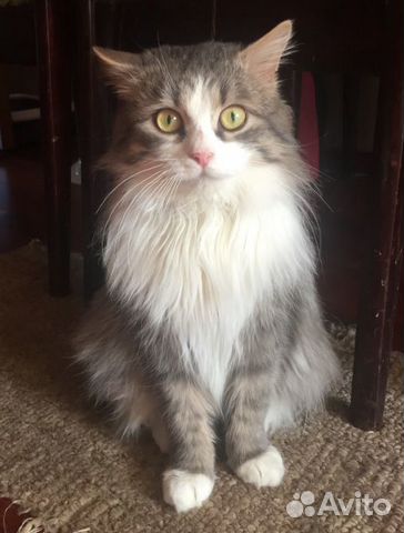 Кот Киса ищет семью