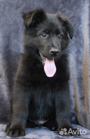 Чёрные овчарята