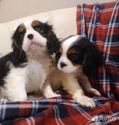 Кавалеры от Авроры Санрайз