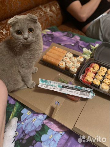 Ищем кота для случки