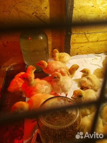 Индюшата хк