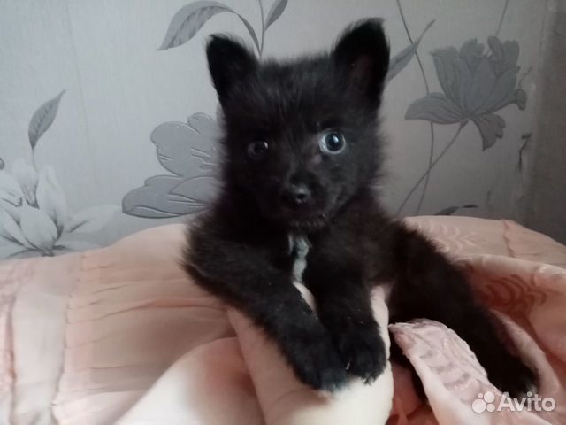 Щенок шпица