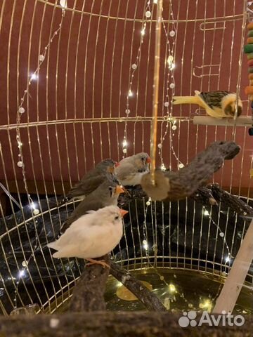 Супер няшные амадины