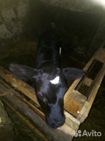 Бычок домашней