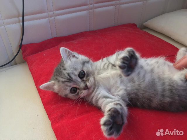 Которебенок Шотландец