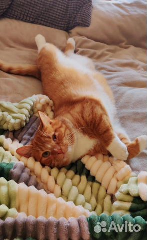 Сверхласковый котик в дар