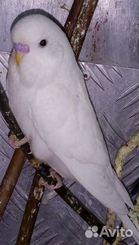 Белый попугайчик, птенчик