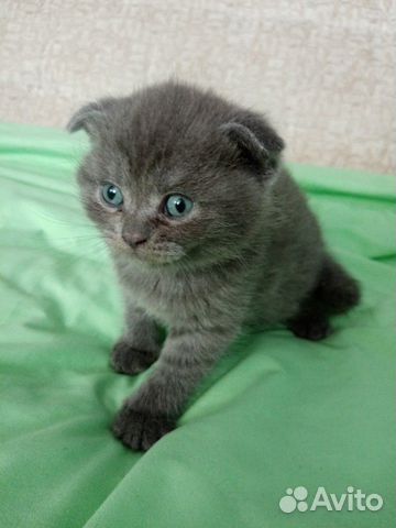 Кот