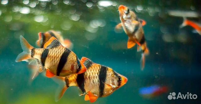 Поменяю или продам стаю барбусов