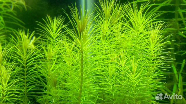 Погостемон Эректус