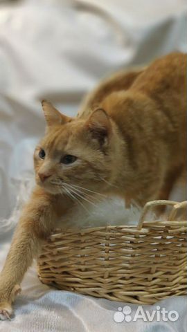 Рыжий молоденький котик Царевич в добрые руки