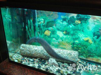 Астронотус