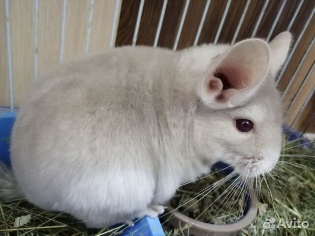 Цветная шиншилла