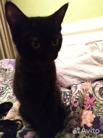 Котёнок, кот 3 месяца