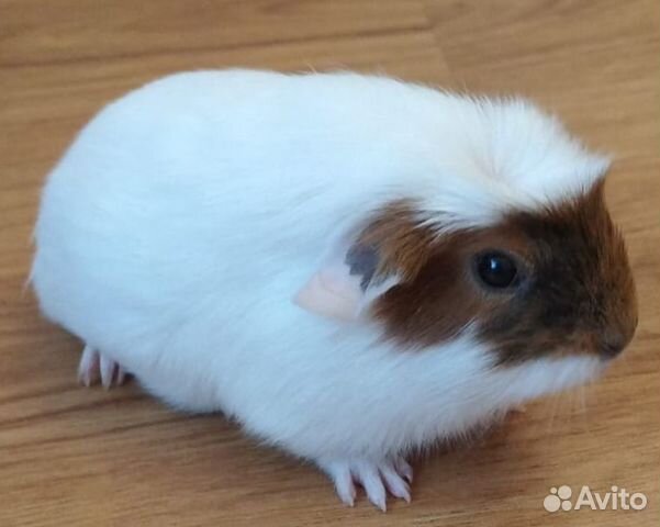 Морская свинка крестед