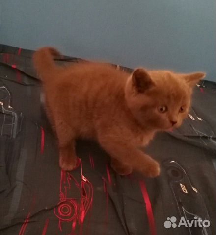 Британская