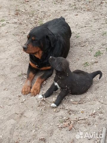 Отдам в добрые руки,бесплатно