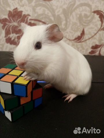 Морская свинка Снежок