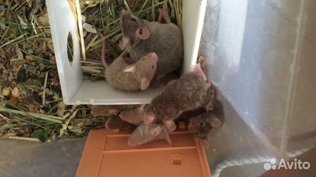 Сатиновые мышки