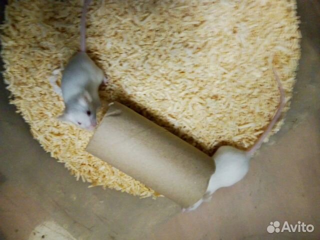 Мыши кормовые или декоративные