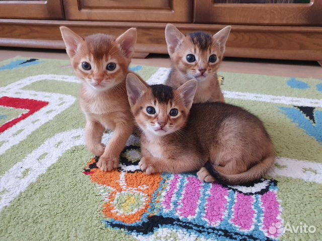 Абиссинские котята
