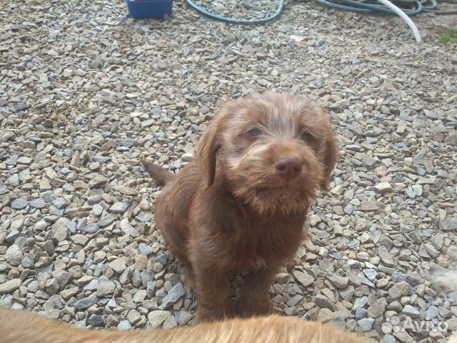 Щенок во двор бесплатно