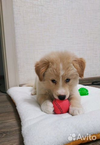 Щенок метис хаски